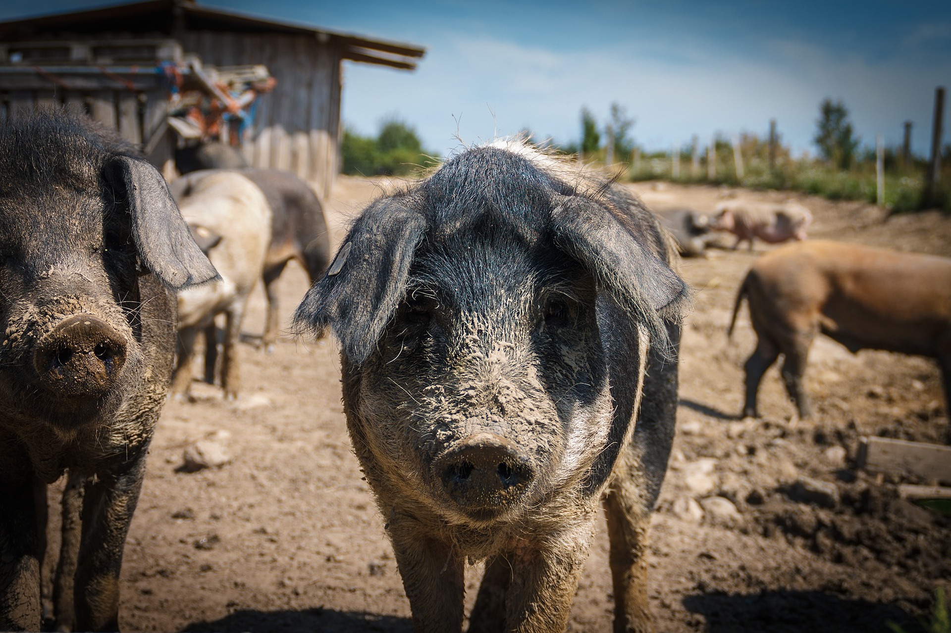 Biohof Hubicek - Qualitätsschweinefleisch aus Breitensee im Marchfeld